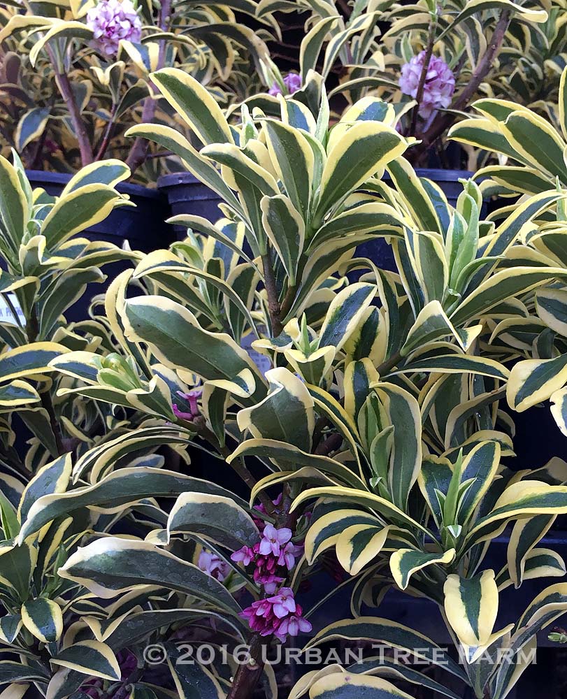 Daphne odora 'Rebecca' | Urban Tree Farm Nursery