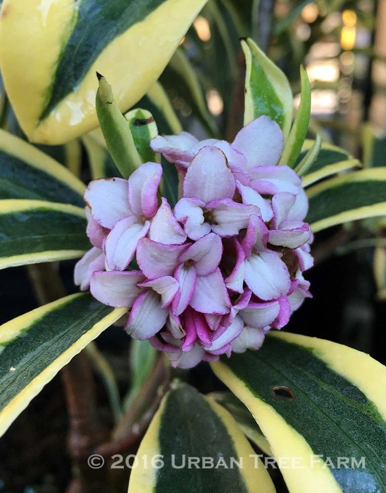 Daphne odora 'Rebecca' | Urban Tree Farm Nursery