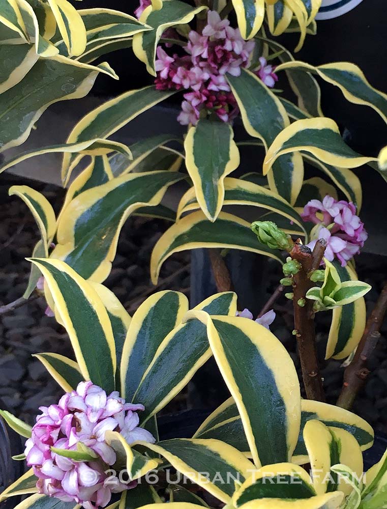 Daphne odora 'Rebecca' | Urban Tree Farm Nursery