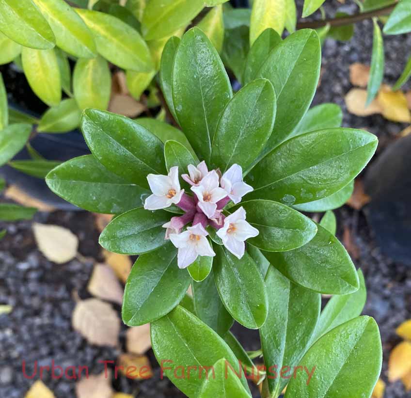 Daphne odora 'Sweet Amethyst' | Urban Tree Farm Nursery
