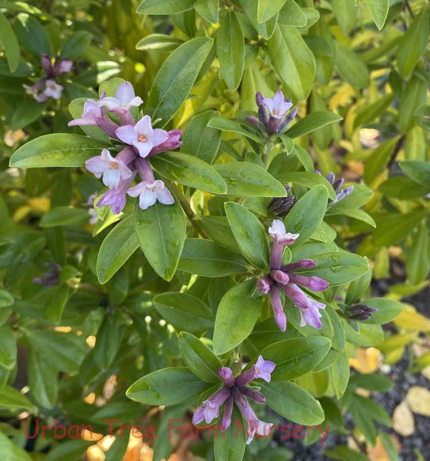 Daphne odora 'Sweet Amethyst' | Urban Tree Farm Nursery