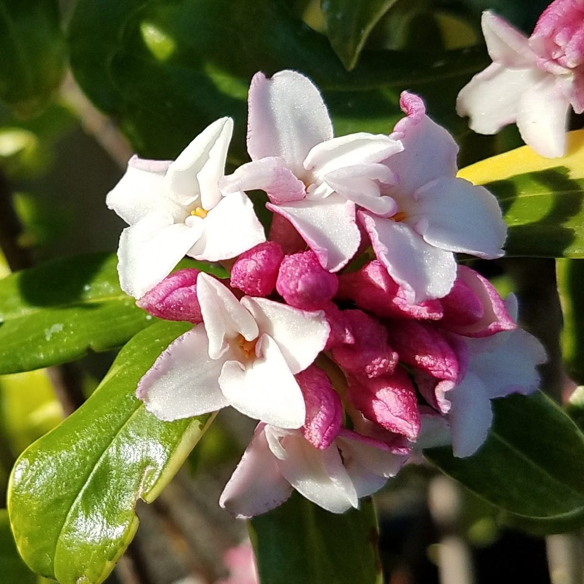 Daphne odora 'Maejima' | Urban Tree Farm Nursery