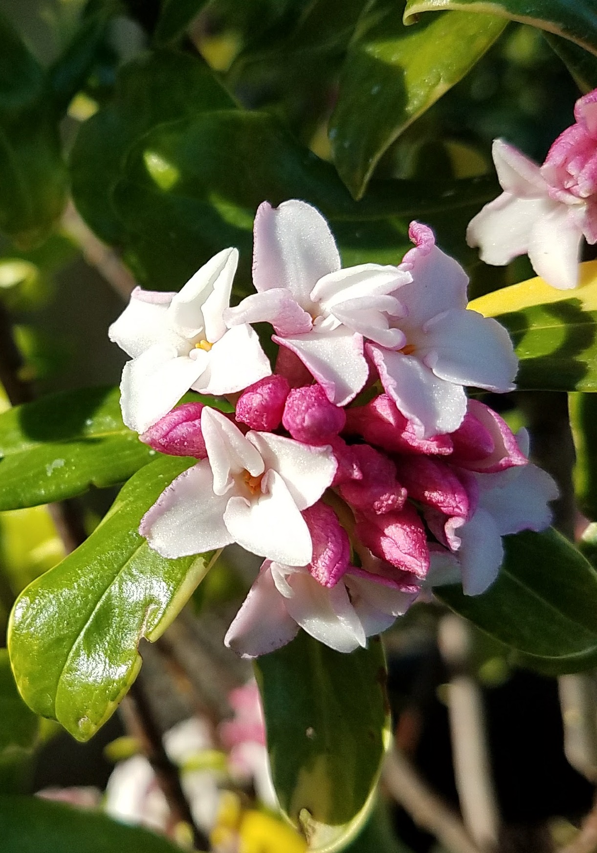 Daphne odora marginata | Urban Tree Farm Nursery