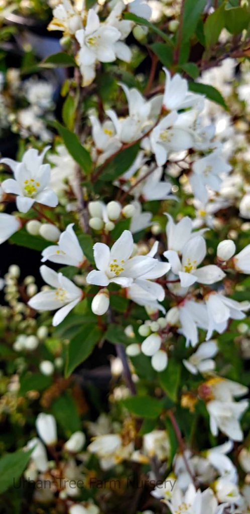 Deutzia gracilis 'Nikko' | Urban Tree Farm Nursery