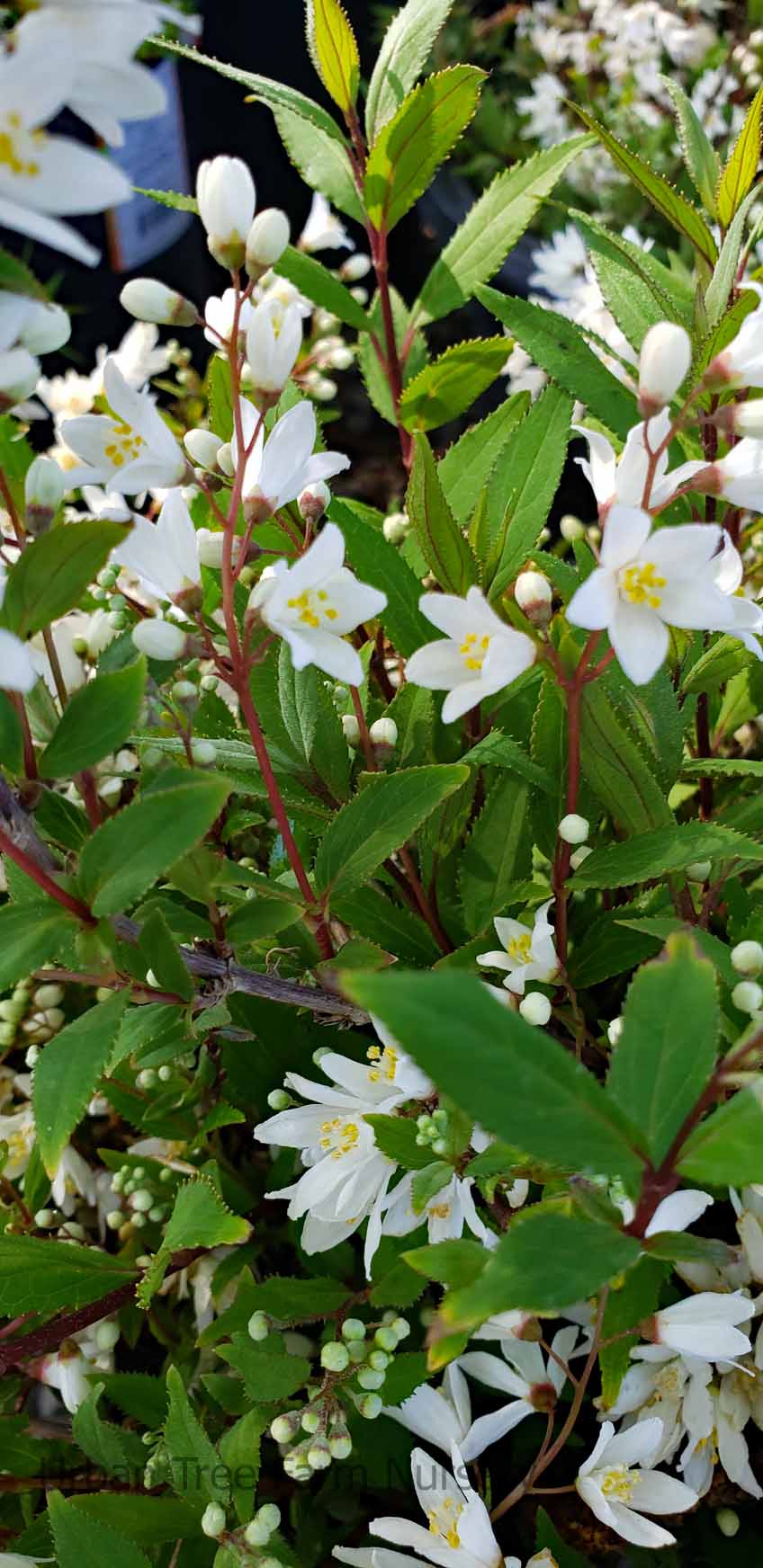 Deutzia gracilis 'Nikko' | Urban Tree Farm Nursery