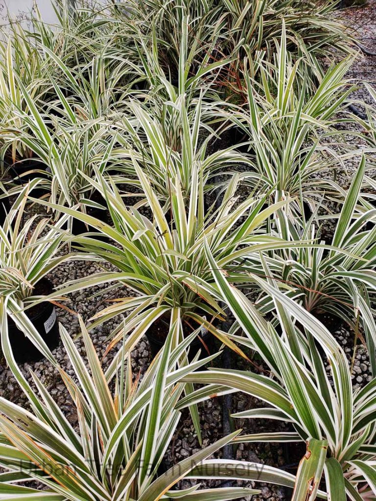 Dianella tasmanica 'Variegata' | Urban Tree Farm Nursery