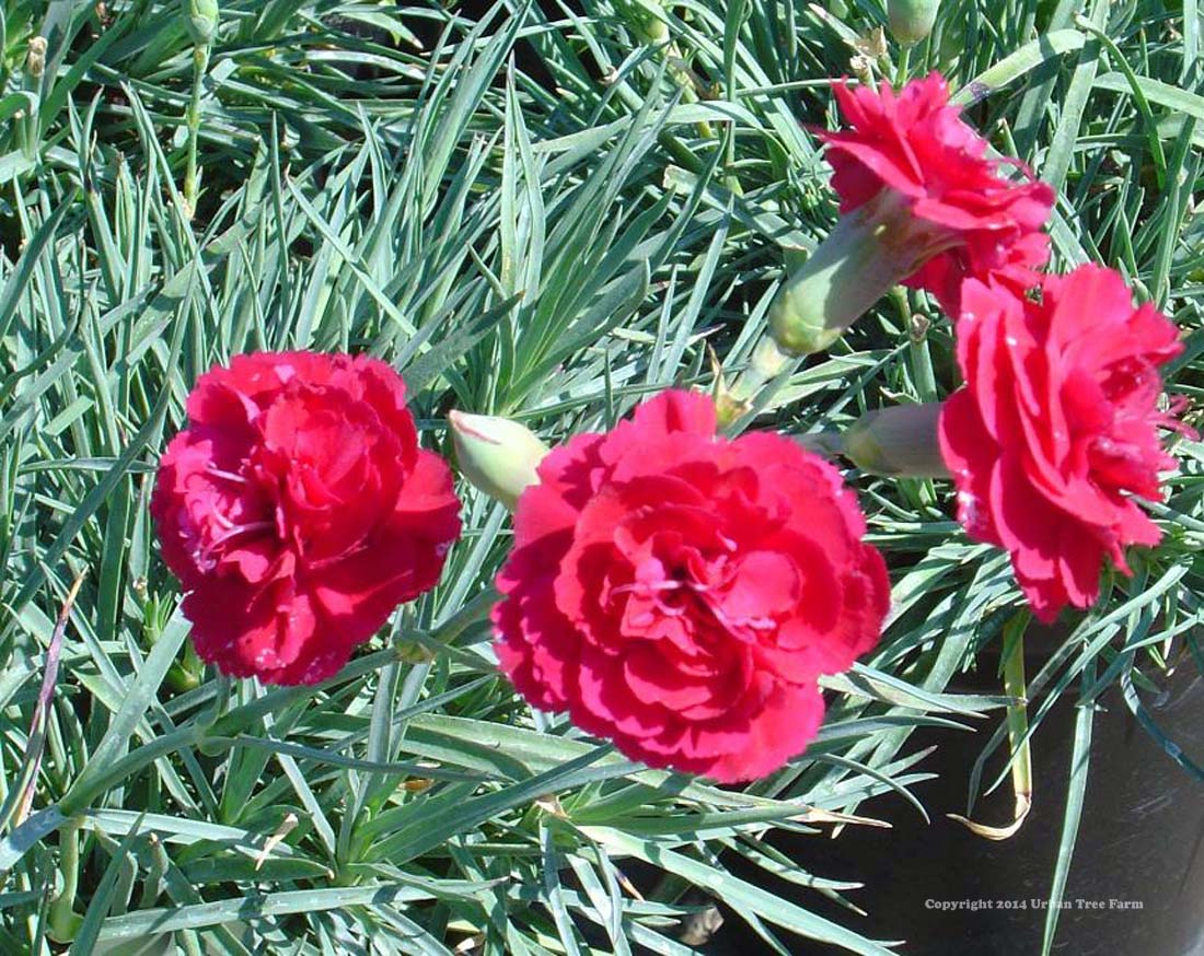 Dianthus caryophyllus 'Ruby's Tuesday' | Urban Tree Farm Nursery