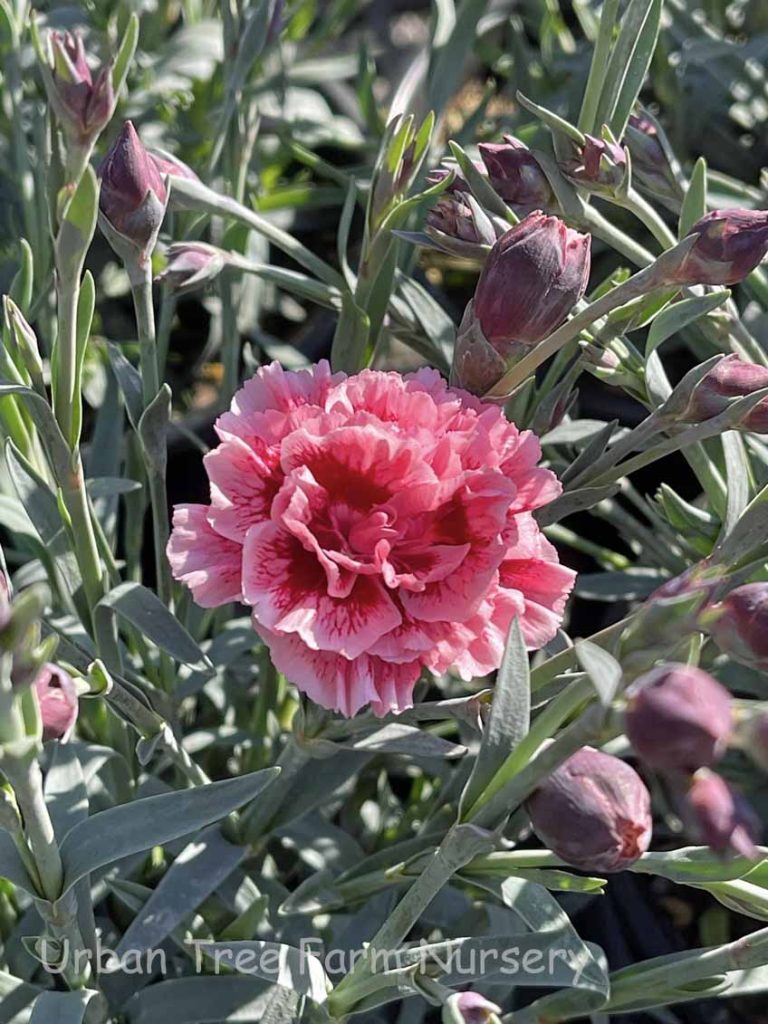 Dianthus caryophyllus 'Scent First Sugar Plum' | Urban Tree Farm Nursery