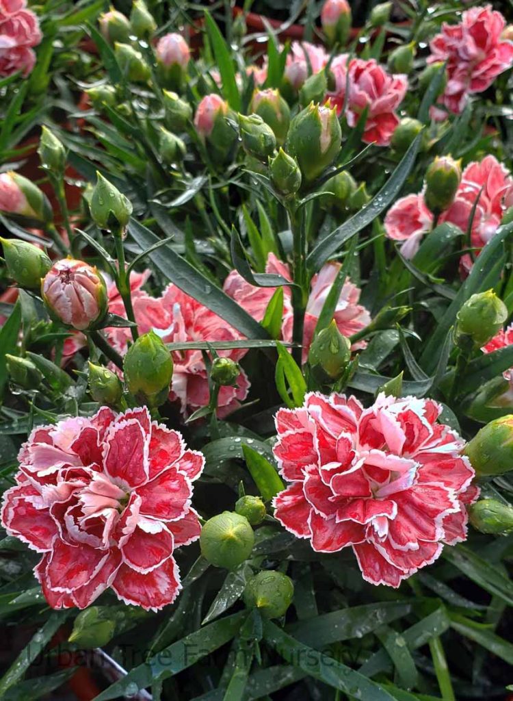 Dianthus caryophyllus 'Super Trouper Red White' | Urban Tree Farm Nursery