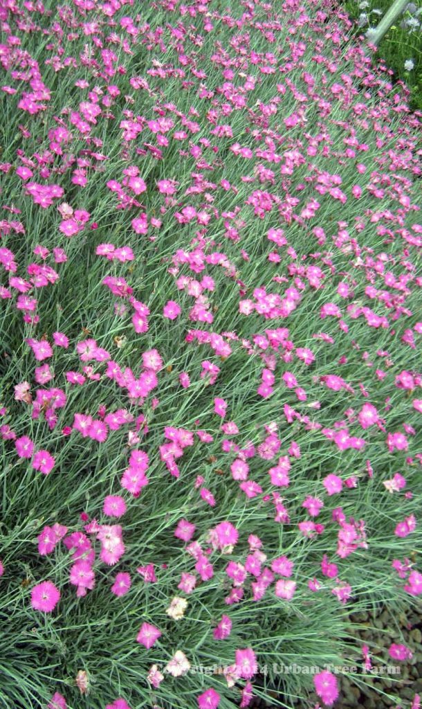 Dianthus gratianopolitanus 'Firewitch' | Urban Tree Farm Nursery