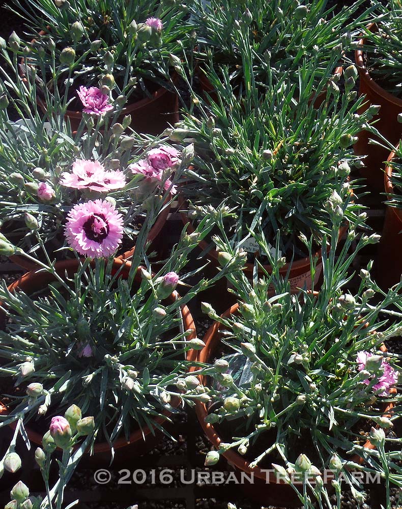 Dianthus x 'Early Bird Fizzy' | Urban Tree Farm Nursery