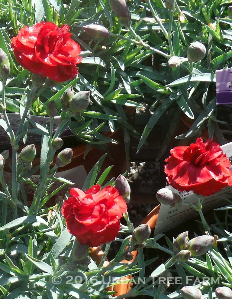 Dianthus x 'Early Bird Radiance' | Urban Tree Farm Nursery