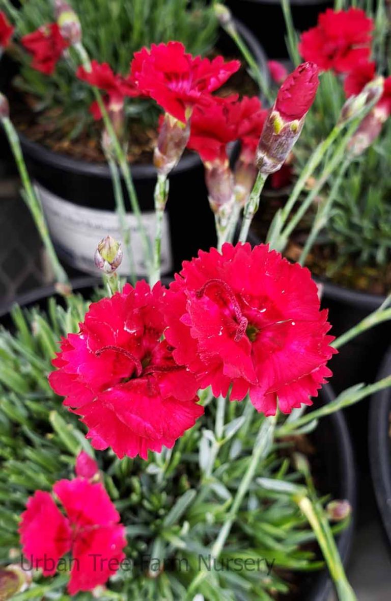Dianthus x 'Early Bird Radiance' | Urban Tree Farm Nursery