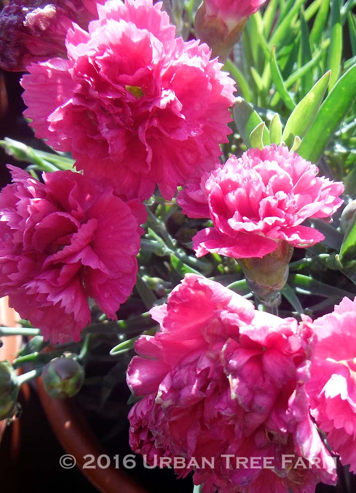 Dianthus x 'Early Bird Sherbet' | Urban Tree Farm Nursery