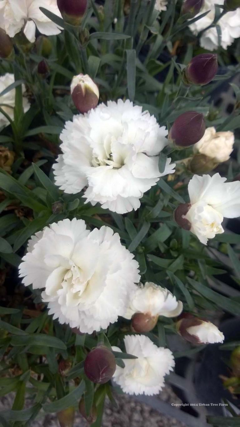 Dianthus x 'Sunflor Cosmos' | Urban Tree Farm Nursery