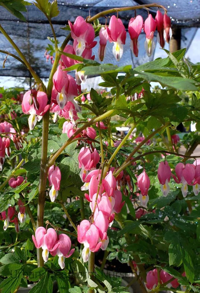 Dicentra spectabilis | Urban Tree Farm Nursery