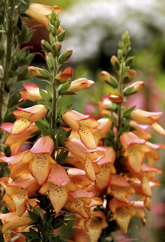 Digiplexis 'Illumination Apricot' | Urban Tree Farm Nursery