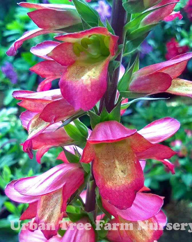 Digiplexis 'Illumination Flame' | Urban Tree Farm Nursery