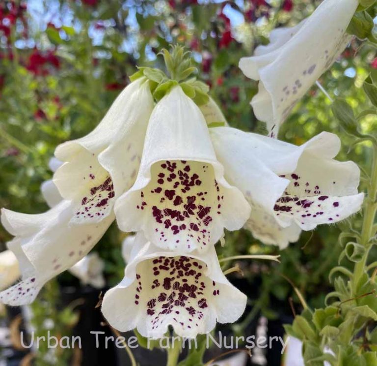 Digitalis purpurea 'Dalmatian Cream' | Urban Tree Farm Nursery