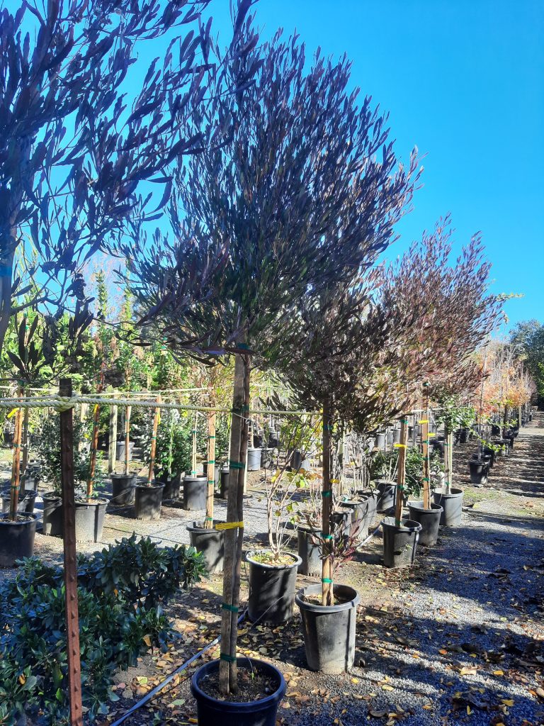 Dodonaea viscosa 'Purpurea' STD | Urban Tree Farm Nursery