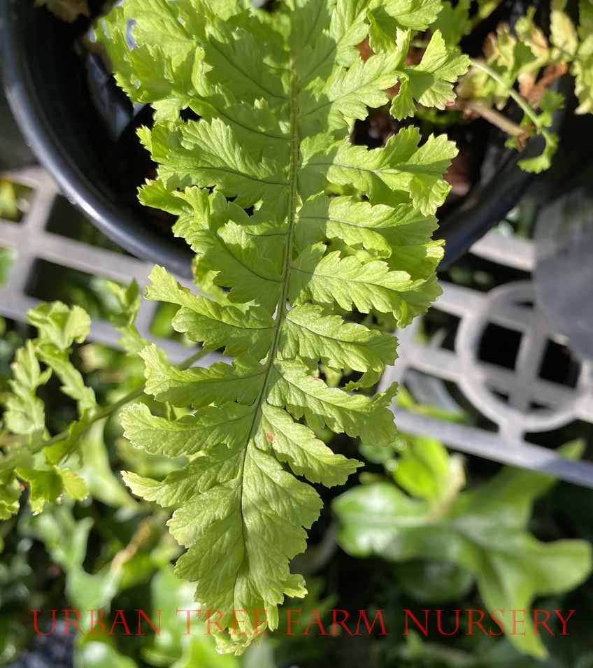 Dryopteris filix-mas 'Crispa Cristata' | Urban Tree Farm Nursery