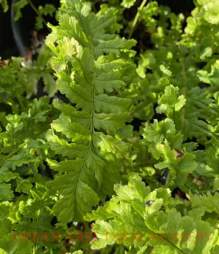 Dryopteris filix-mas 'Crispa Cristata' | Urban Tree Farm Nursery