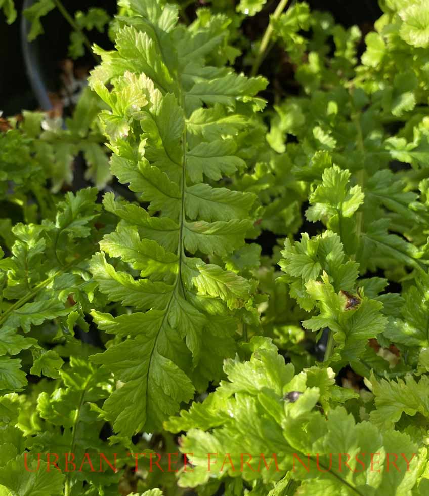 Dryopteris filix-mas 'Crispa Cristata' | Urban Tree Farm Nursery