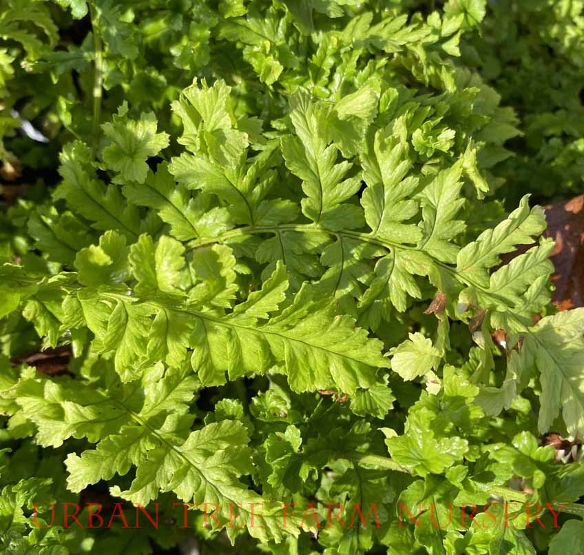 Dryopteris filix-mas 'Crispa Cristata' | Urban Tree Farm Nursery