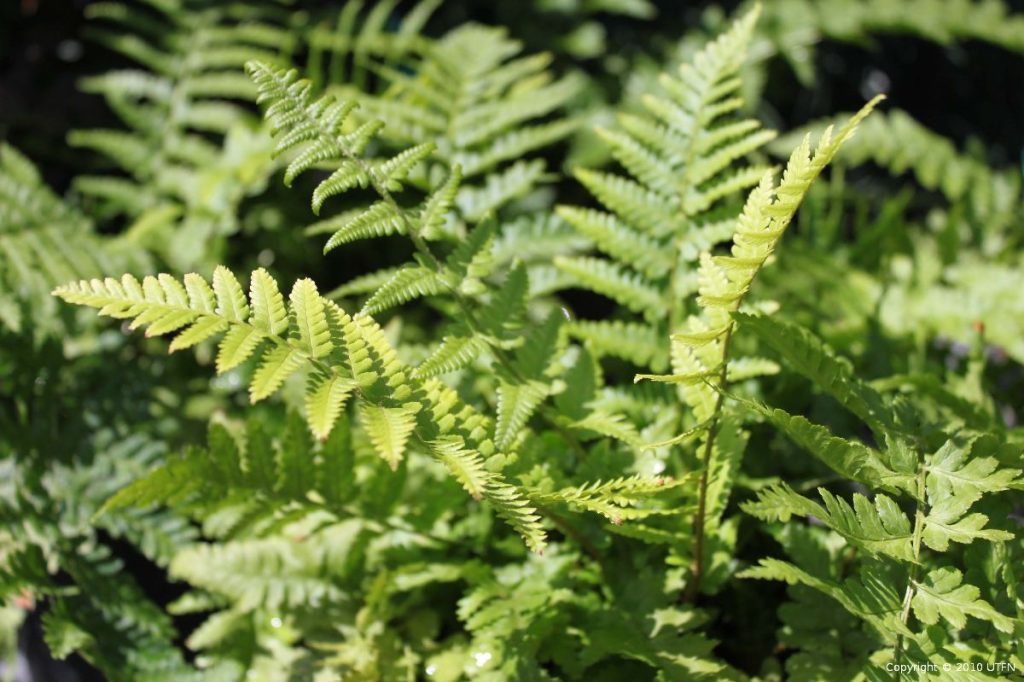 Dryopteris filix-mas undulata 'Robusta' | Urban Tree Farm Nursery