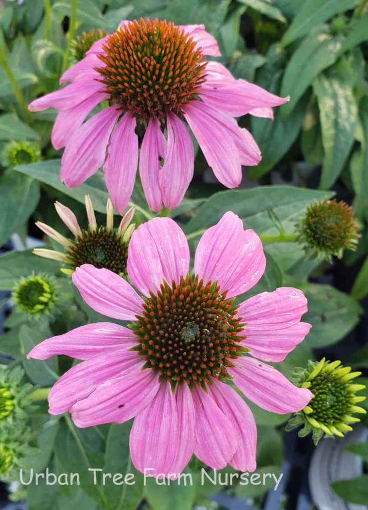 Echinacea purpurea 'Pow Wow Wild Berry' | Urban Tree Farm Nursery