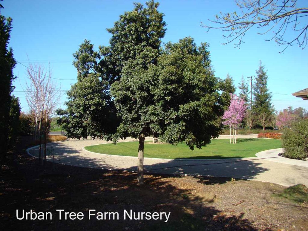 Elaeocarpus decipiens STD | Urban Tree Farm Nursery