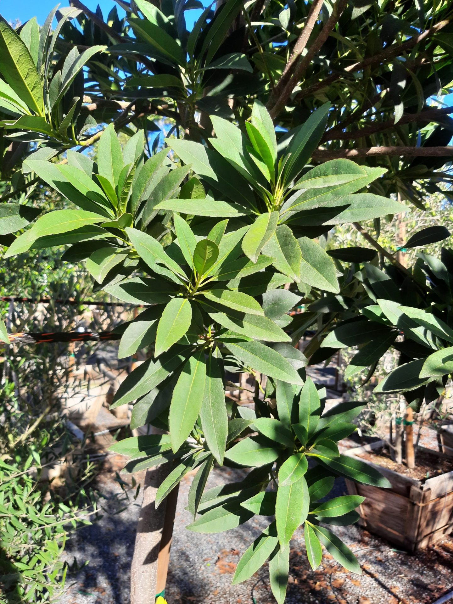 Elaeocarpus decipiens TRELLIS | Urban Tree Farm Nursery