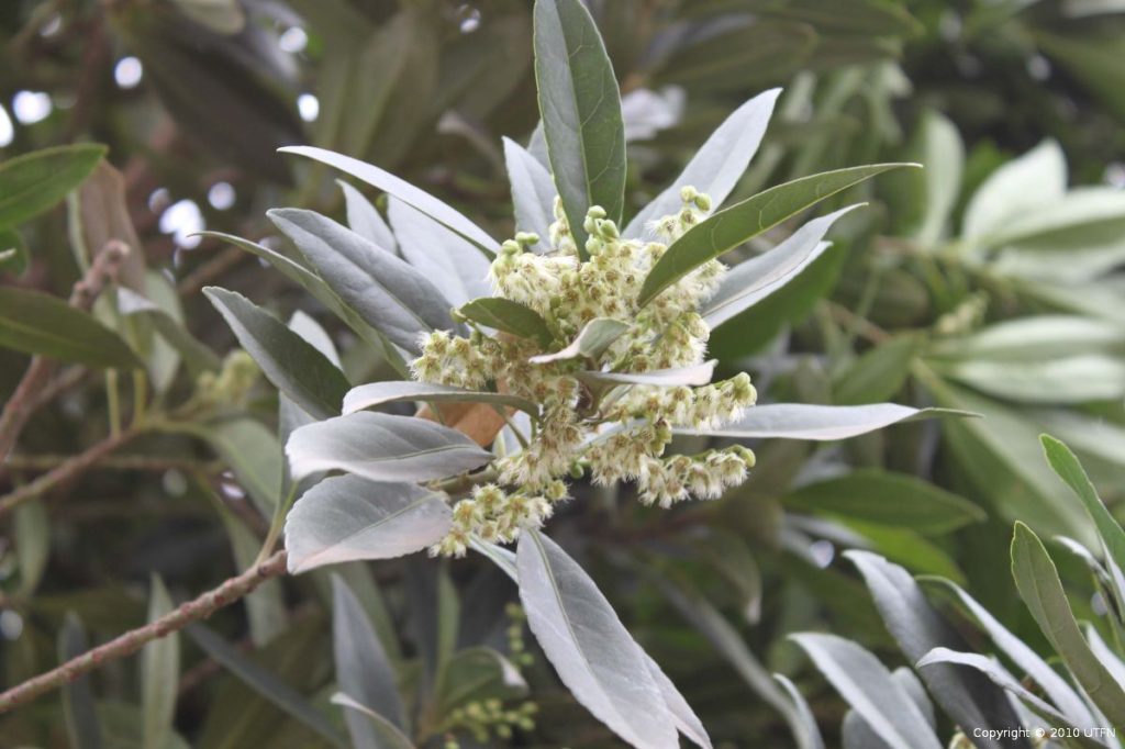 Elaeocarpus decipiens | Urban Tree Farm Nursery