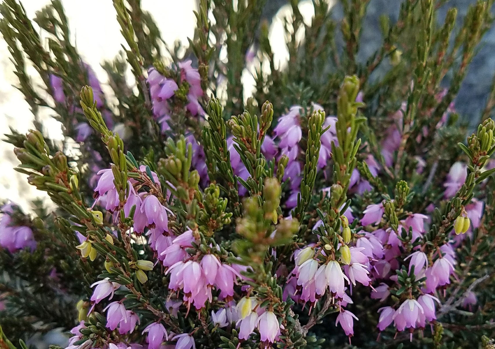 Erica carnea 'Springwood Pink' | Urban Tree Farm Nursery