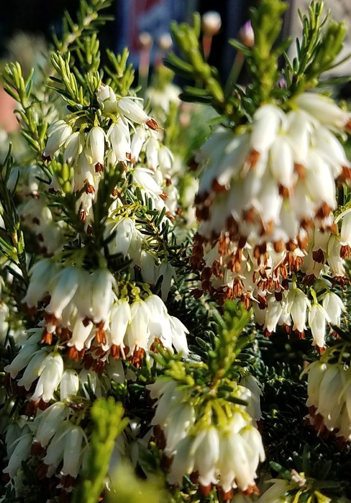 Erica carnea 'Springwood White' | Urban Tree Farm Nursery