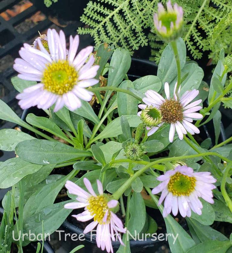 Erigeron x 'Wayne Roderick' | Urban Tree Farm Nursery