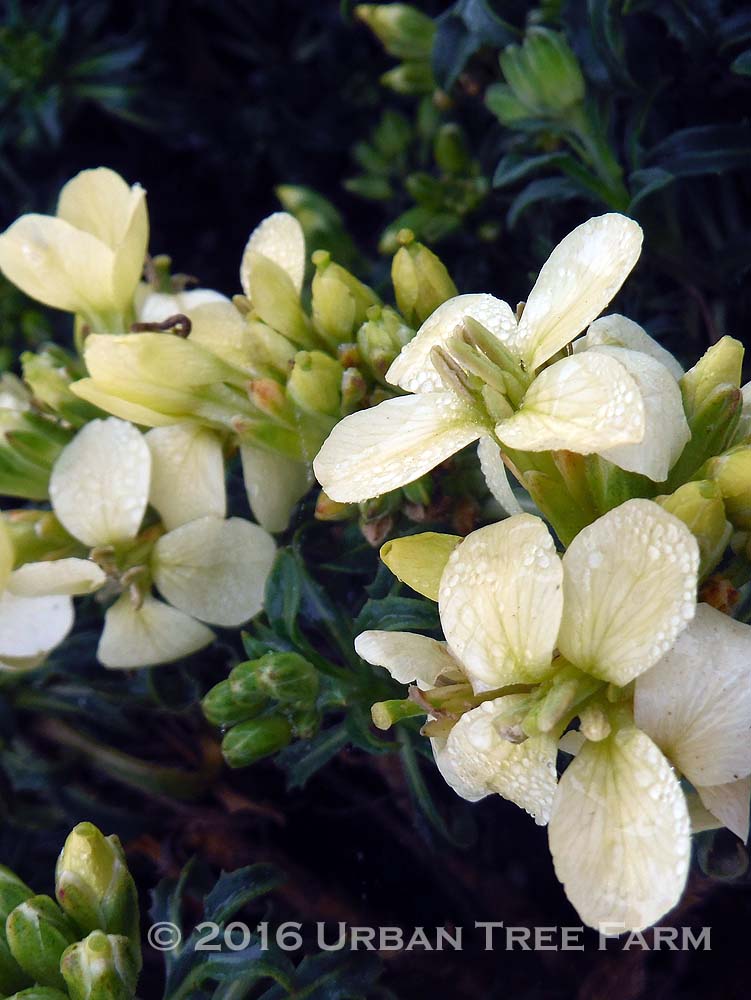 Erysimum menziesii concinnum | Urban Tree Farm Nursery