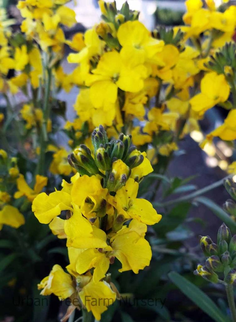 Erysimum x 'Cheers Lemon Yellow' | Urban Tree Farm Nursery