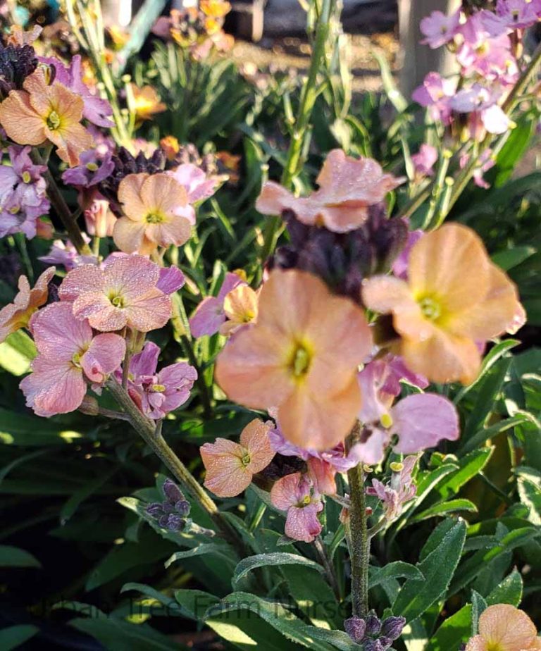 Erysimum x 'Cheers Sun-kissed Amethyst' | Urban Tree Farm Nursery