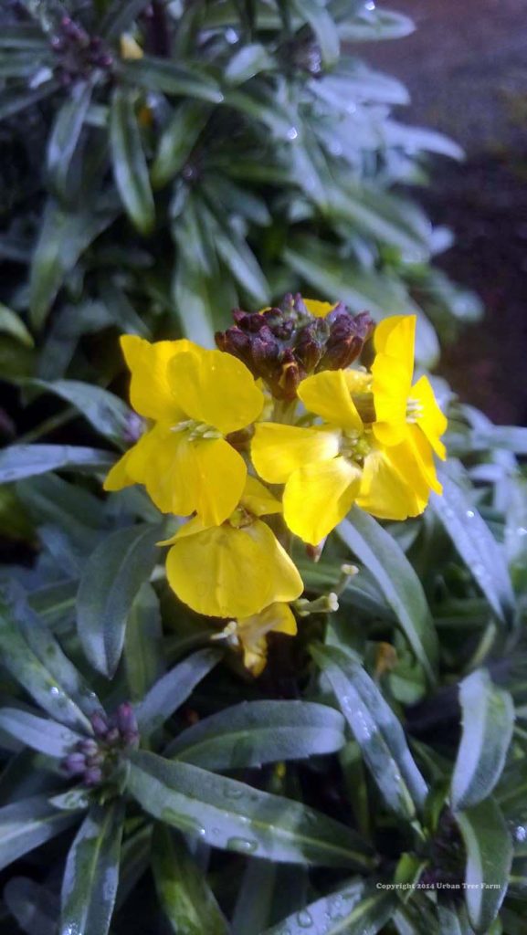 Erysimum x 'Fragrant Sunshine' | Urban Tree Farm Nursery