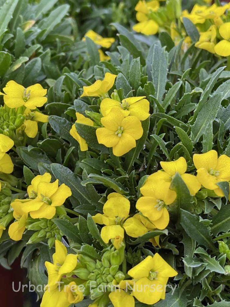 Erysimum x 'Glow Golden' | Urban Tree Farm Nursery