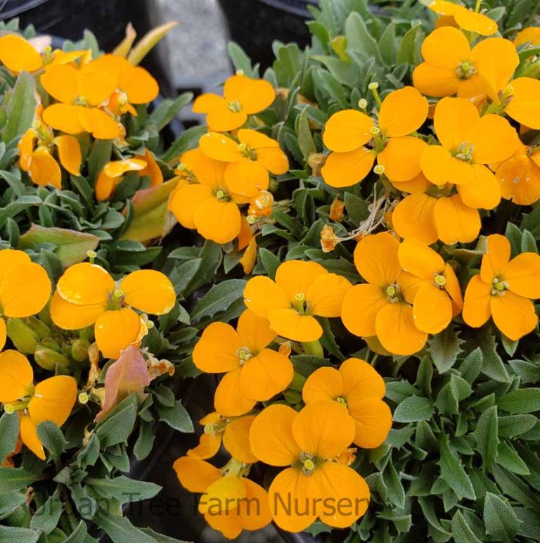 Erysimum x 'Glow Mango' | Urban Tree Farm Nursery