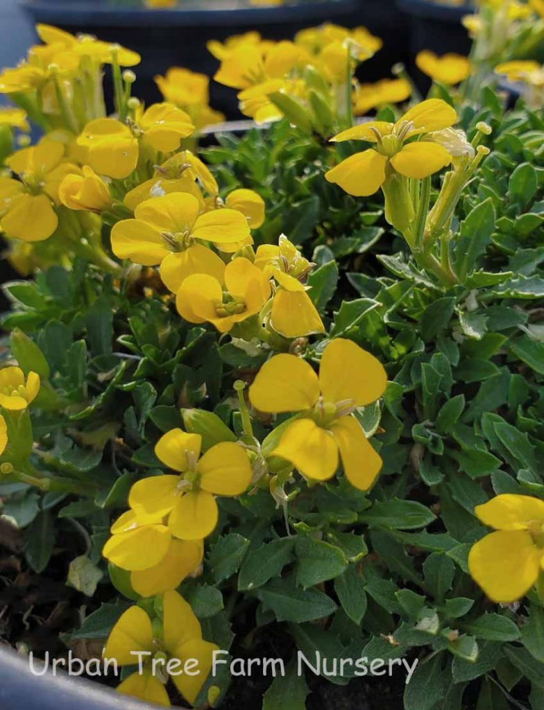 Erysimum x 'Glow Orange' | Urban Tree Farm Nursery