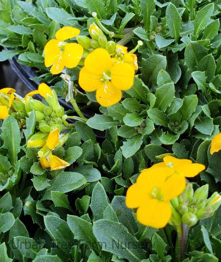 Erysimum x 'Glow Orange' | Urban Tree Farm Nursery