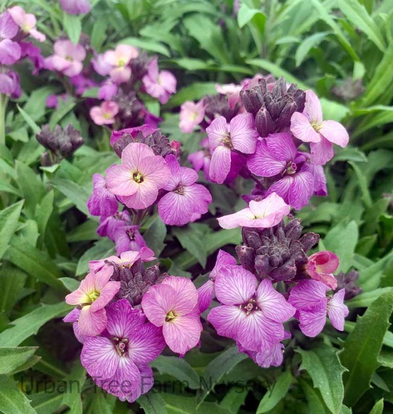 Erysimum x 'Winter Joy' | Urban Tree Farm Nursery