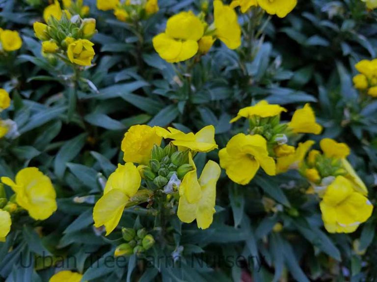 Erysimum x 'Winter Light' | Urban Tree Farm Nursery
