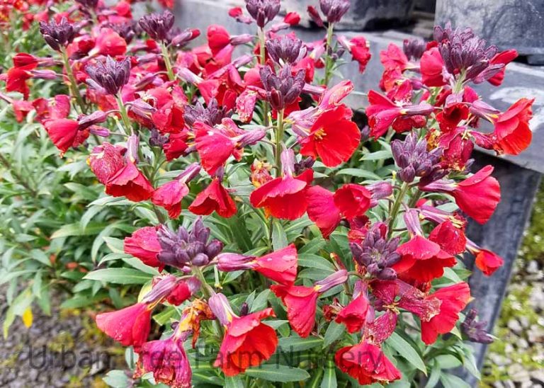 Erysimum x 'Winter Rouge' | Urban Tree Farm Nursery
