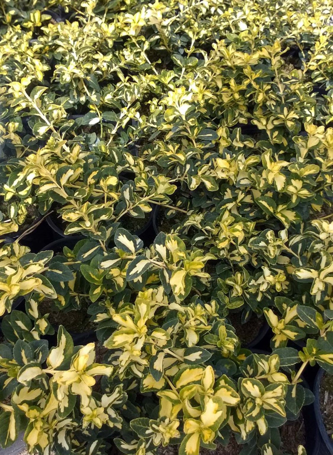 Euonymus japonicus 'Aureo-Variegatus' | Urban Tree Farm Nursery