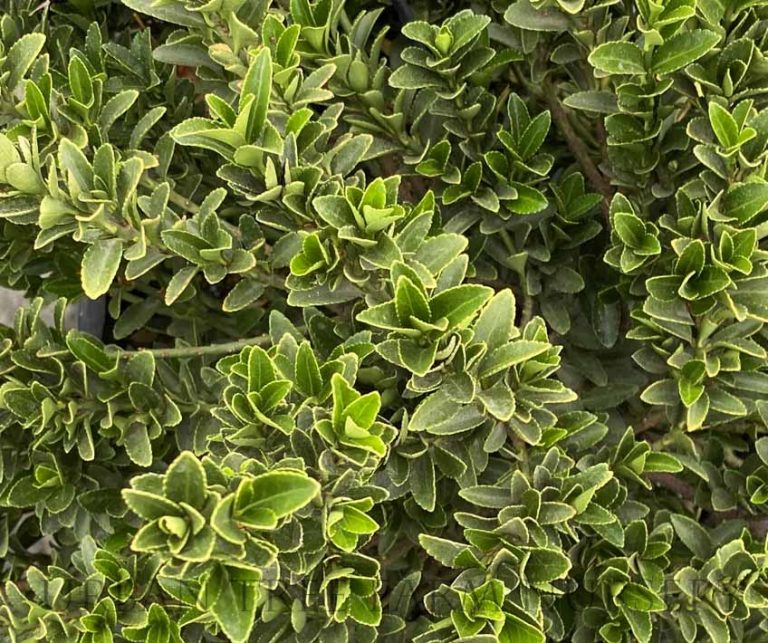 Euonymus japonicus 'Microphyllus' | Urban Tree Farm Nursery