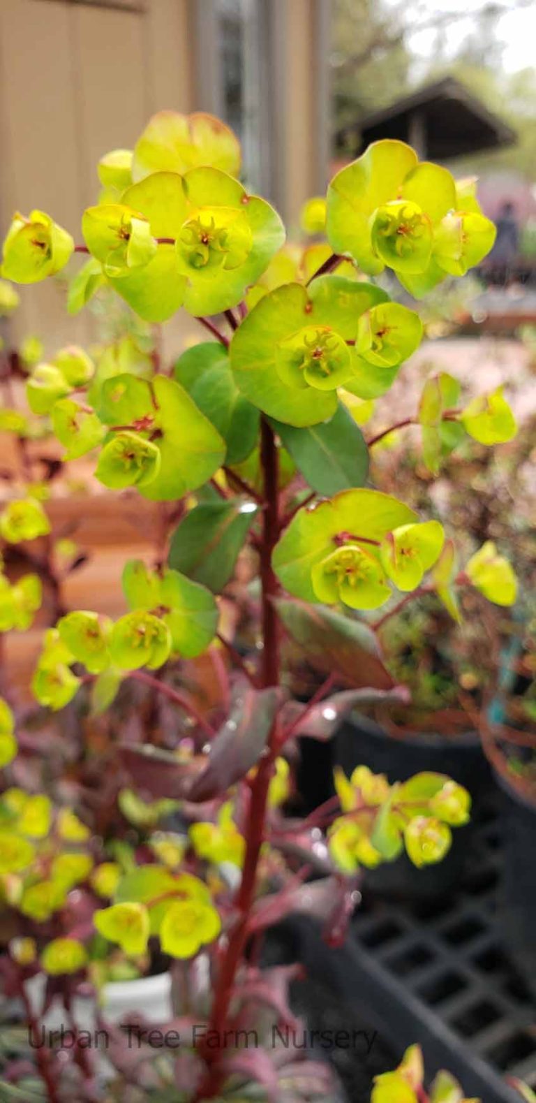 Euphorbia amygdaloides 'Ruby Glow' | Urban Tree Farm Nursery